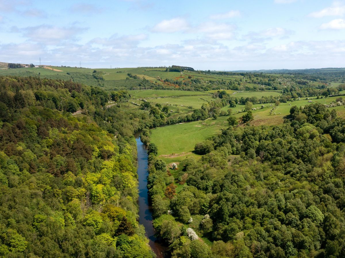 Wildlife groups secure bid to buy vast Northumberland estate for nature ...