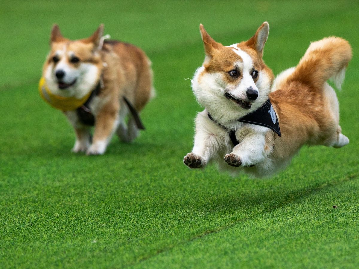 Thousands gather to enjoy spectacle of corgi racing – and dressing up ...
