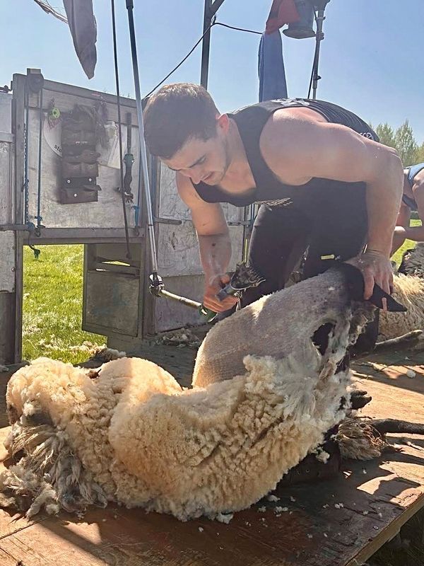 Two Welsh shearers are teaming up for a British shearing record attempt ...