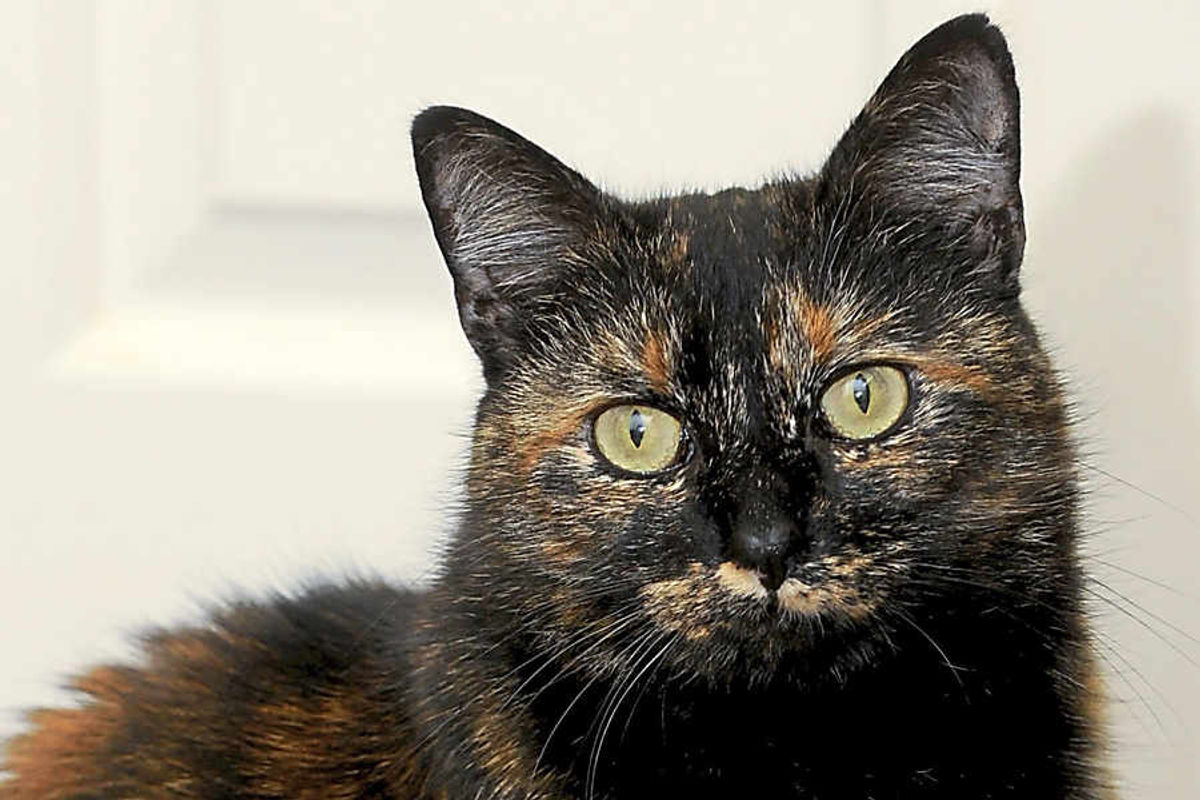 Tink the cat earns national award after saving Shrewsbury family in ...