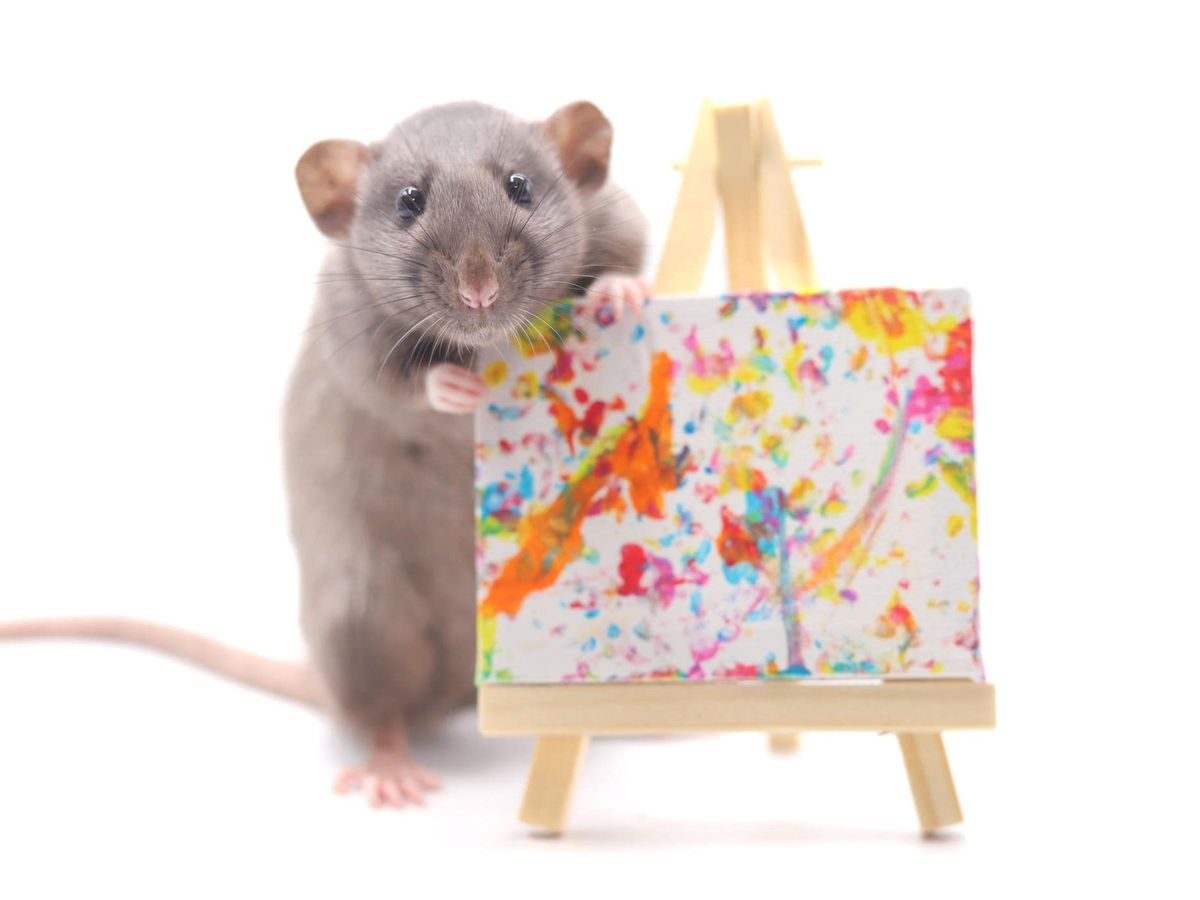 Picture pawfect: Veterinary nurse’s pet rats providing joy with mini ...