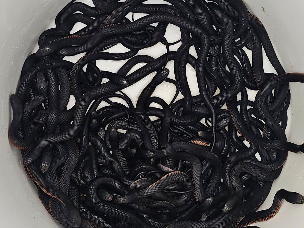 More than 100 venomous snakes removed from Australian man’s garden ...