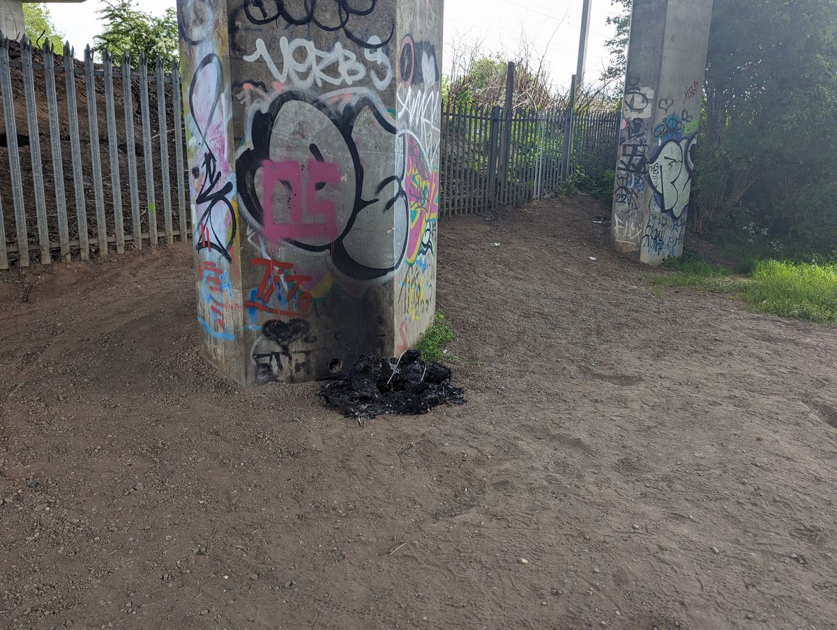 Appeal launched after dead puppies found along with body of dog set on ...