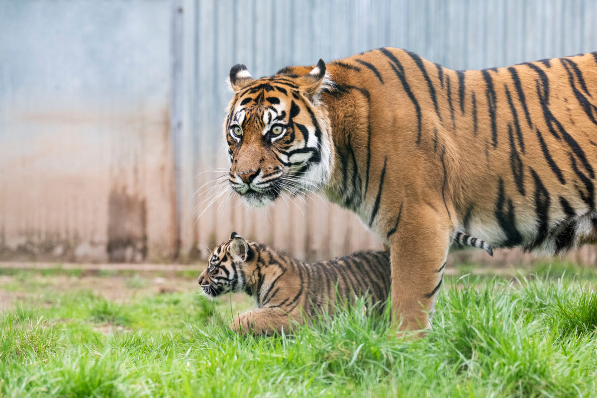 Adorable new West Midlands Safari Park tiger cub's name revealed on ITV ...