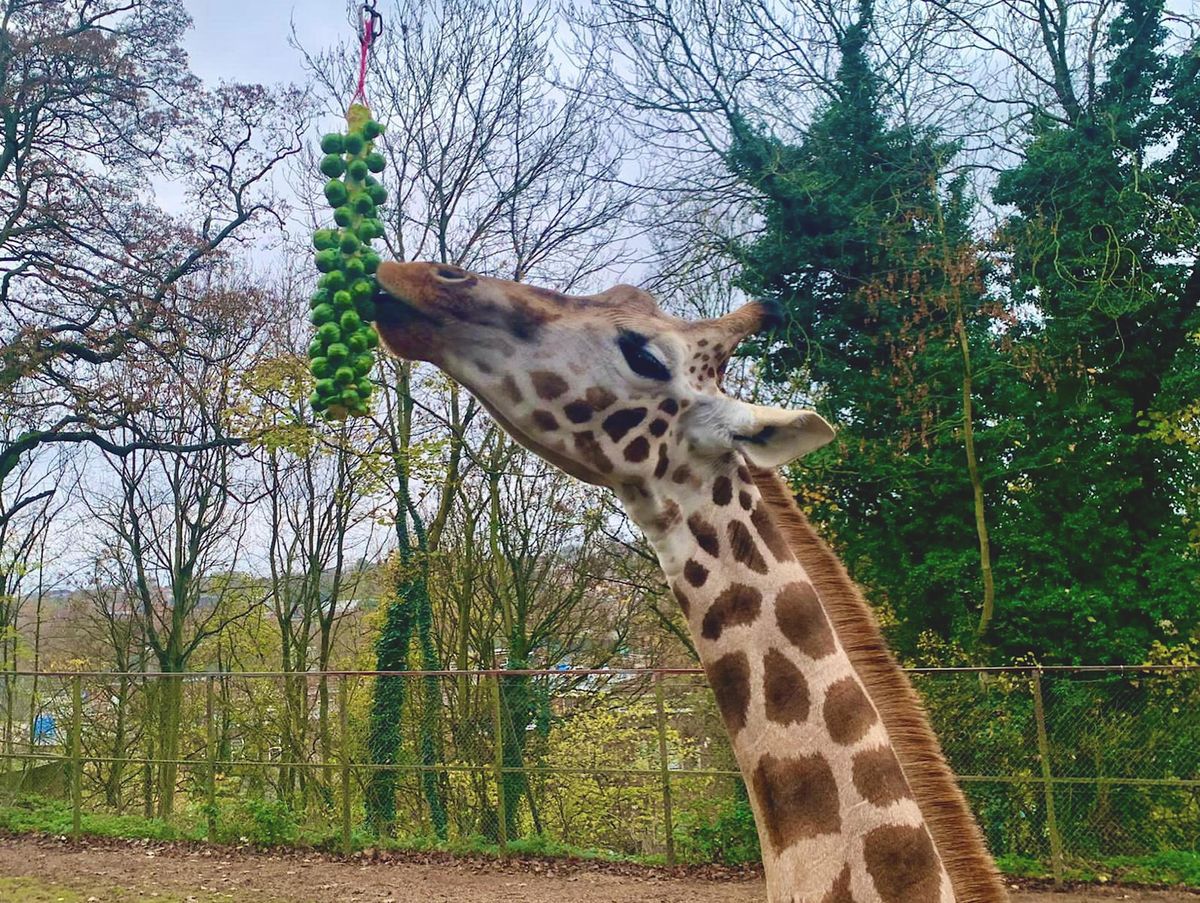 Peter Rhodes on missing valuables, naming a giraffe and measuring a ...