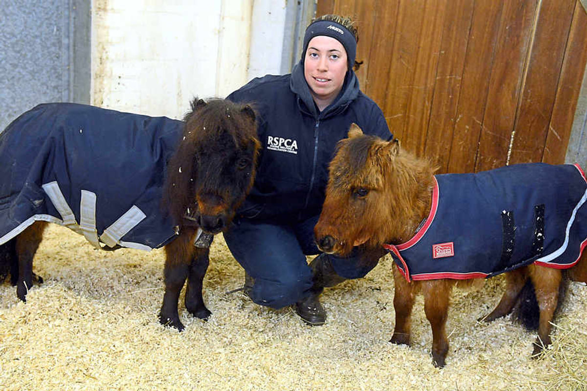 Rugs galore for Shetland ponies at Shropshire rescue centre ...