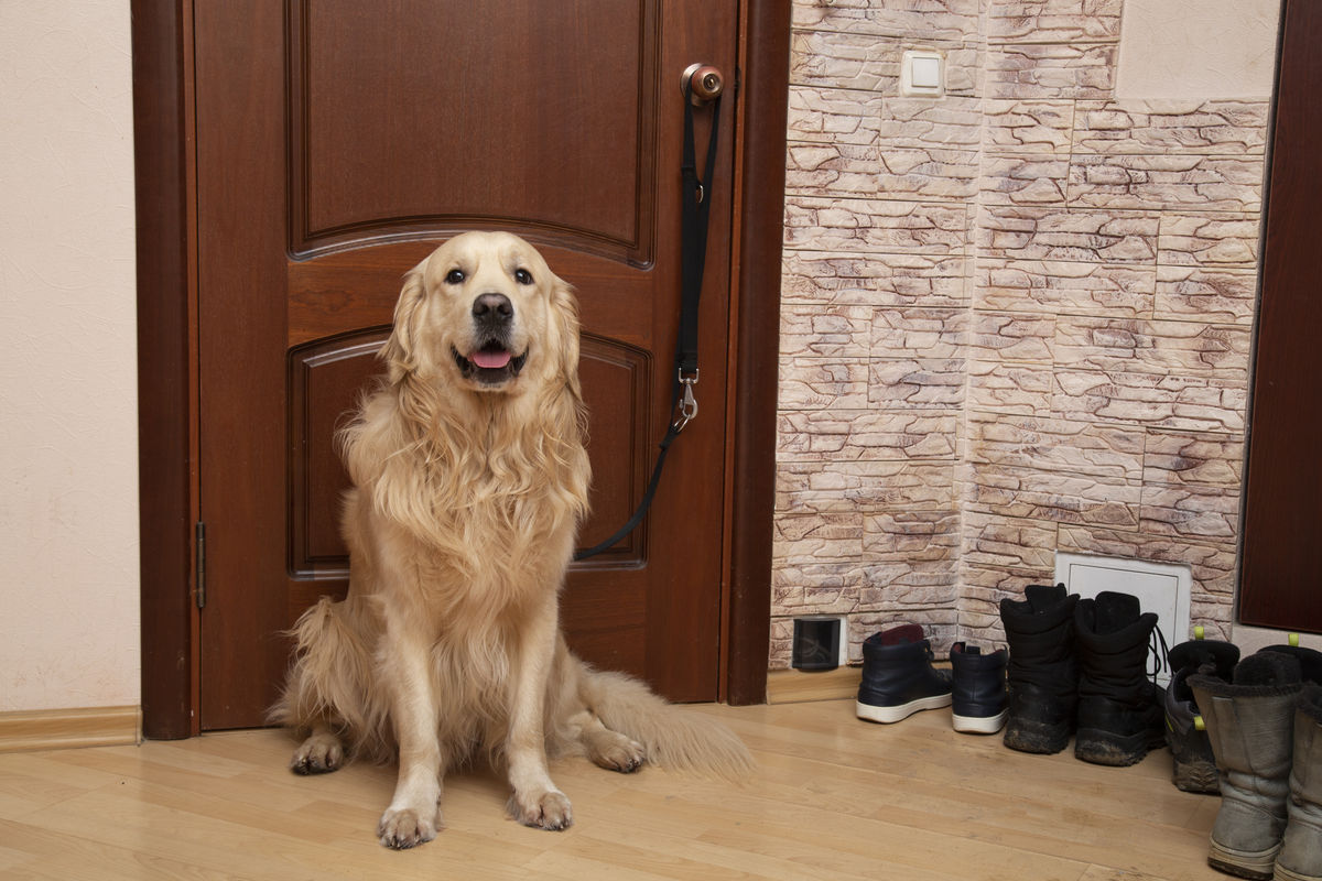 LETTER: Be careful with pets during crisis | Express & Star