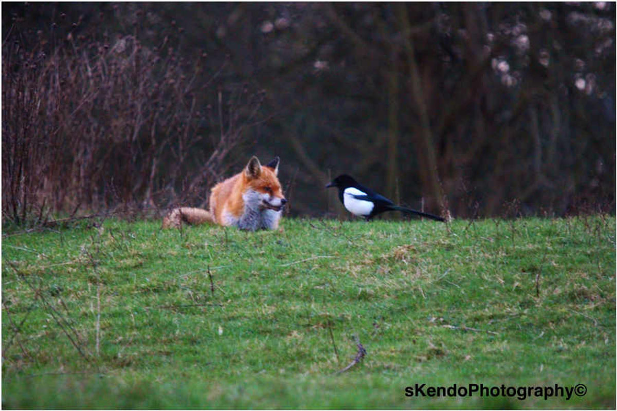 Your move... Stand-off between fox and magpie is caught on camera ...