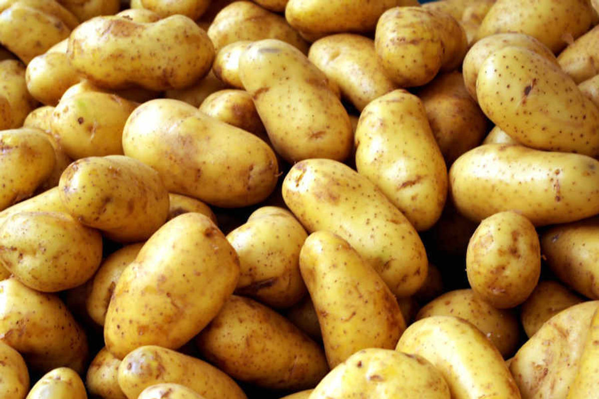 Knobbly spuds: LudlowMP Philip Dunne raises potato woes in Commons ...