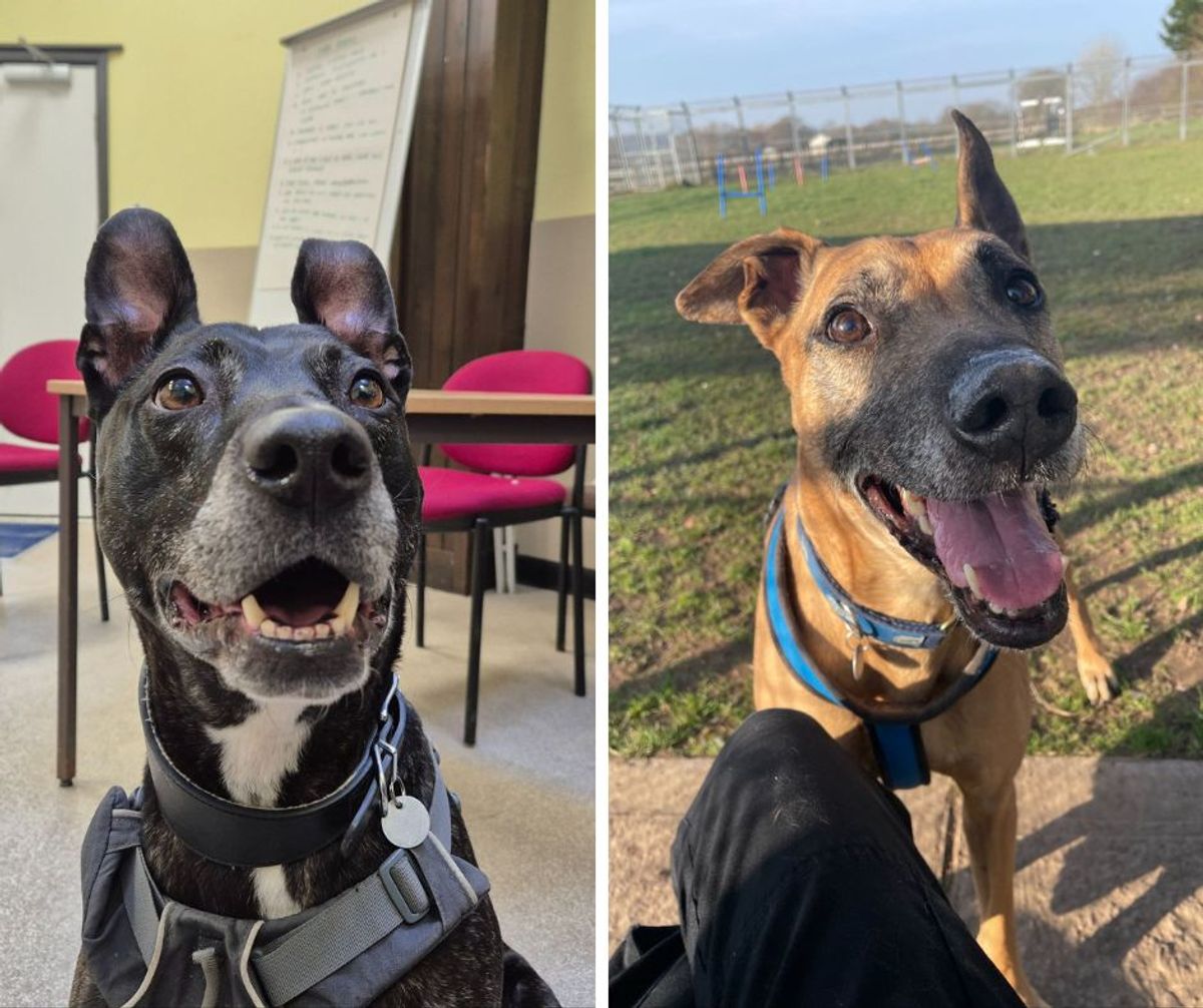 Two dogs who have been 'overlooked' at a Shropshire rescue centre are ...