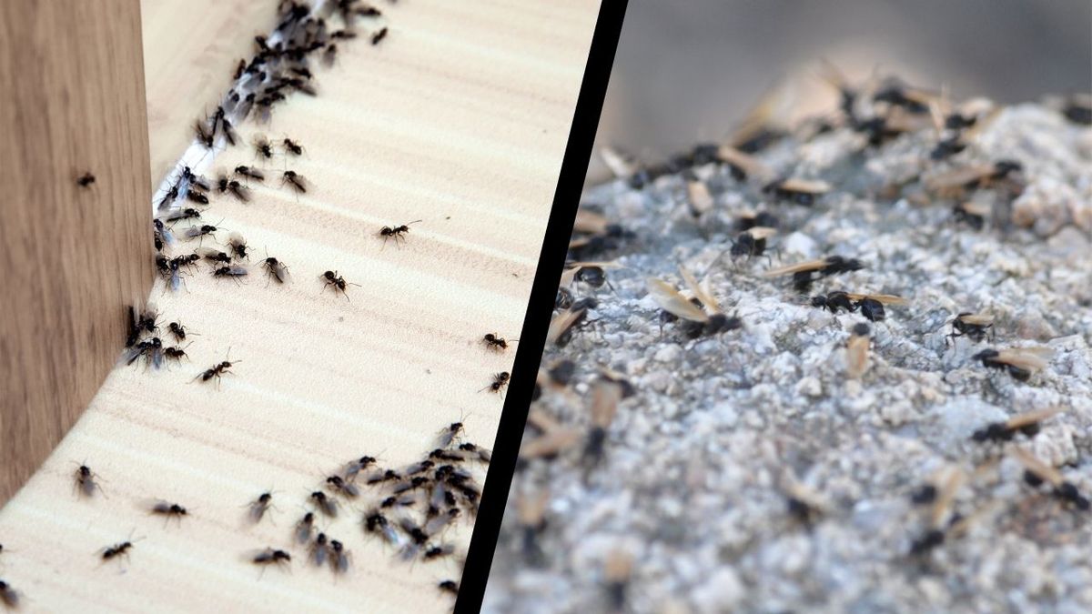 Flying Ant Day UK: When is Flying Ant Day? Why do flying ants suddenly appear? How harmful are ...