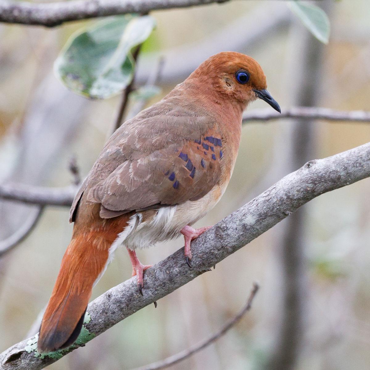 Chester Zoo hails arrival of three chicks as boost for survival odds of ...