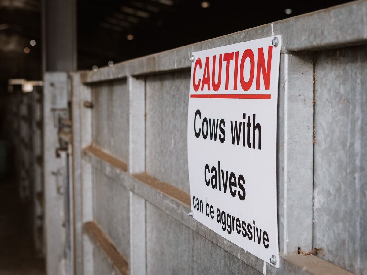 Livestock incidents: Analysis finds animal incidents are biggest killer ...