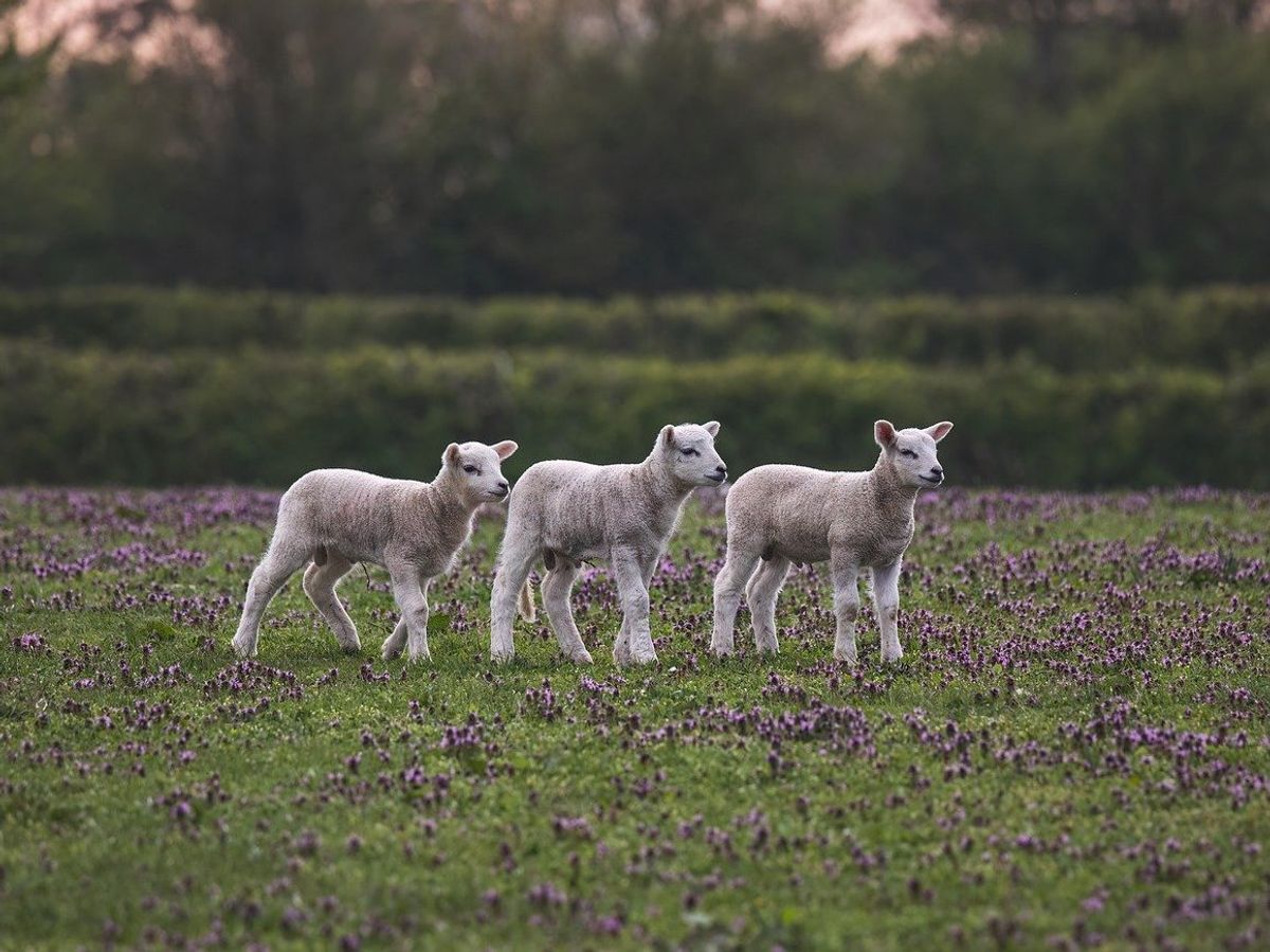 'Noticeable increase in reported lamb thefts' police in Shropshire warn ...