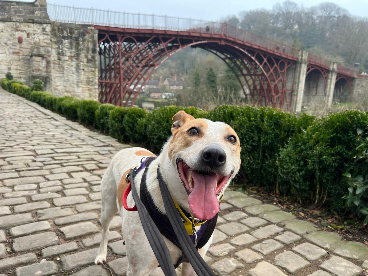 Sweet rescue dog Ross treated to 'holiday' in Shropshire, with trips to ...