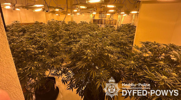 Two years in jail for cannabis farmer caught with more than 270 plants ...
