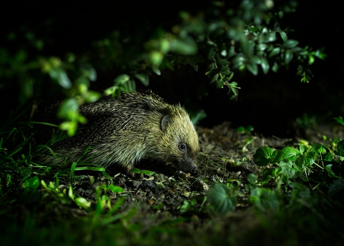 ‘Go WILD for Hedgehogs’: New campaign urges gardeners to create wild ...