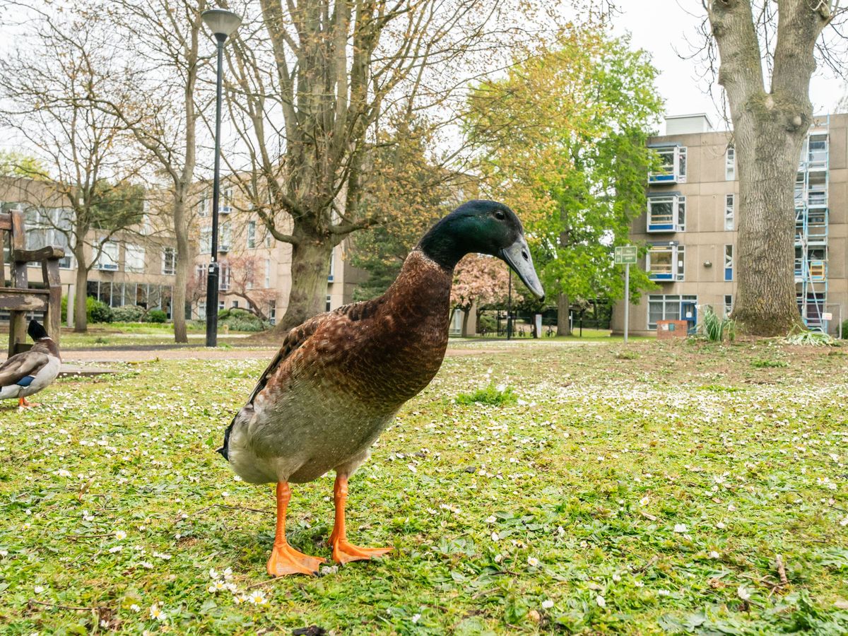 Statue unveiled for extra-tall duck who became an internet sensation ...