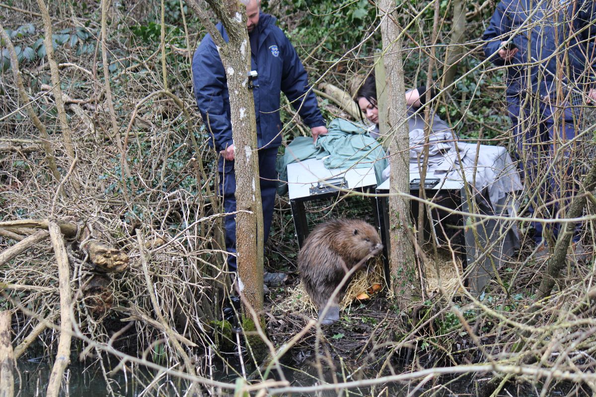 Pair of Eurasian beavers who were released at nature reserve in Shrewsbury are named ...