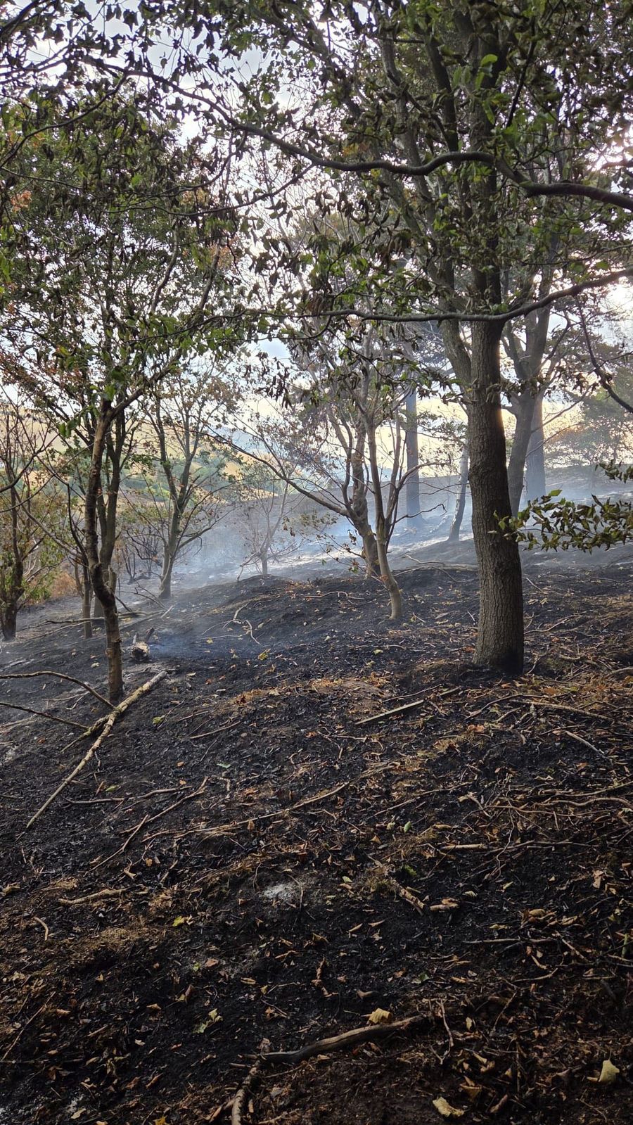 Firefighters battle two giant wildfires on frantic day of incidents ...