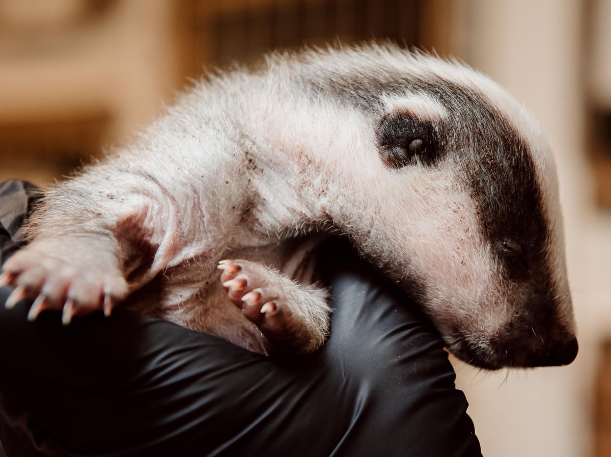 Urgent appeal to help care for badger cubs as Shropshire rescue centre ...