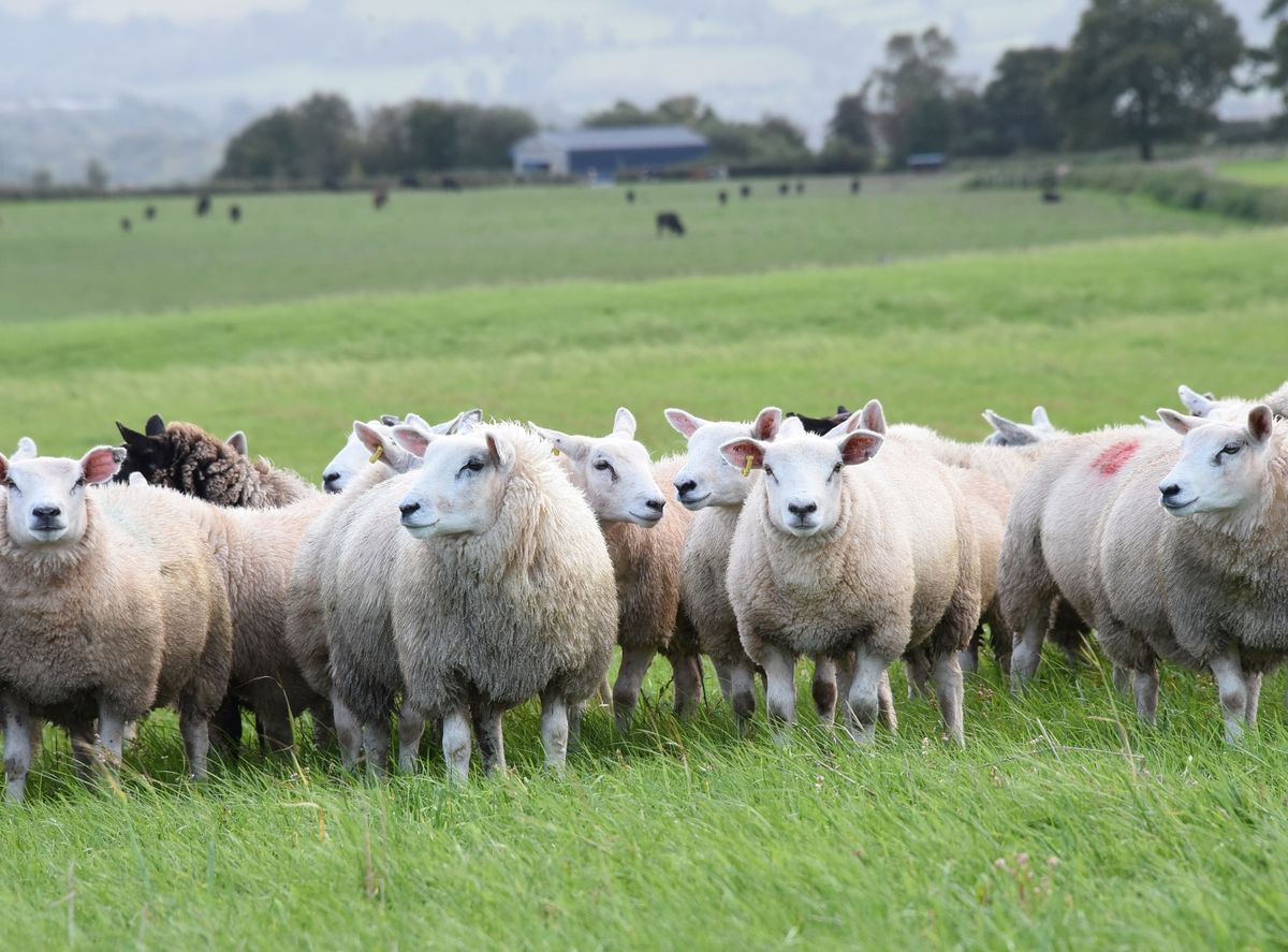 NSA Welsh Sheep event comes to Newtown | Shropshire Star