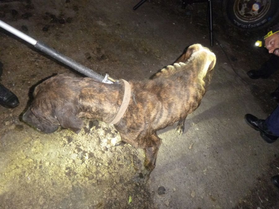 Lifetime ban for couple who left 30 starving and trapped animals in ...