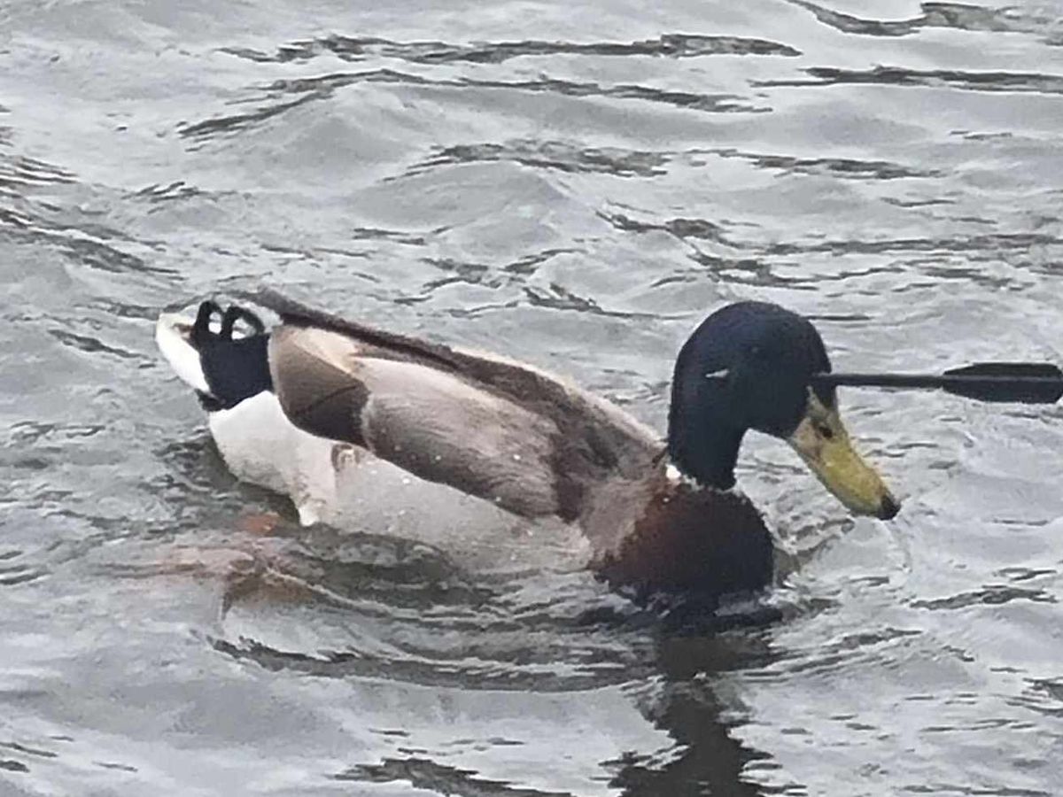 Crossbow victim duck is the same bird previously attacked says RSPCA ...