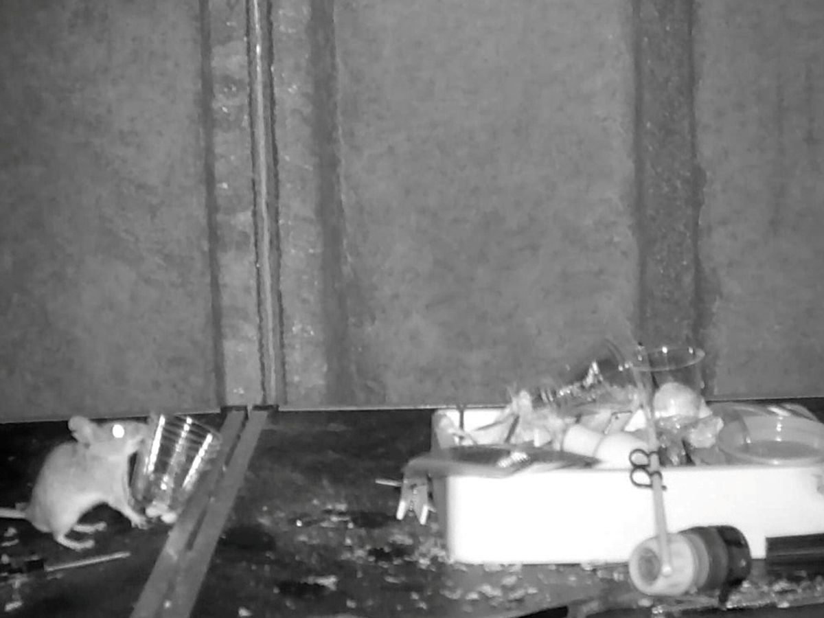 Watch: 'Tidy Mouse' adorably cleans man's shed after he was left ...