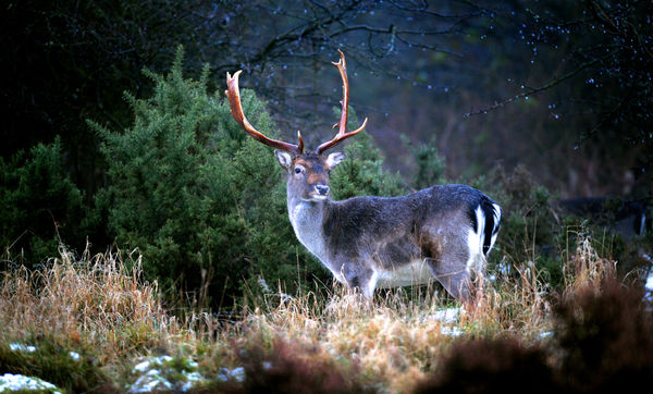 Latest Cannock Chase news | Express & Star