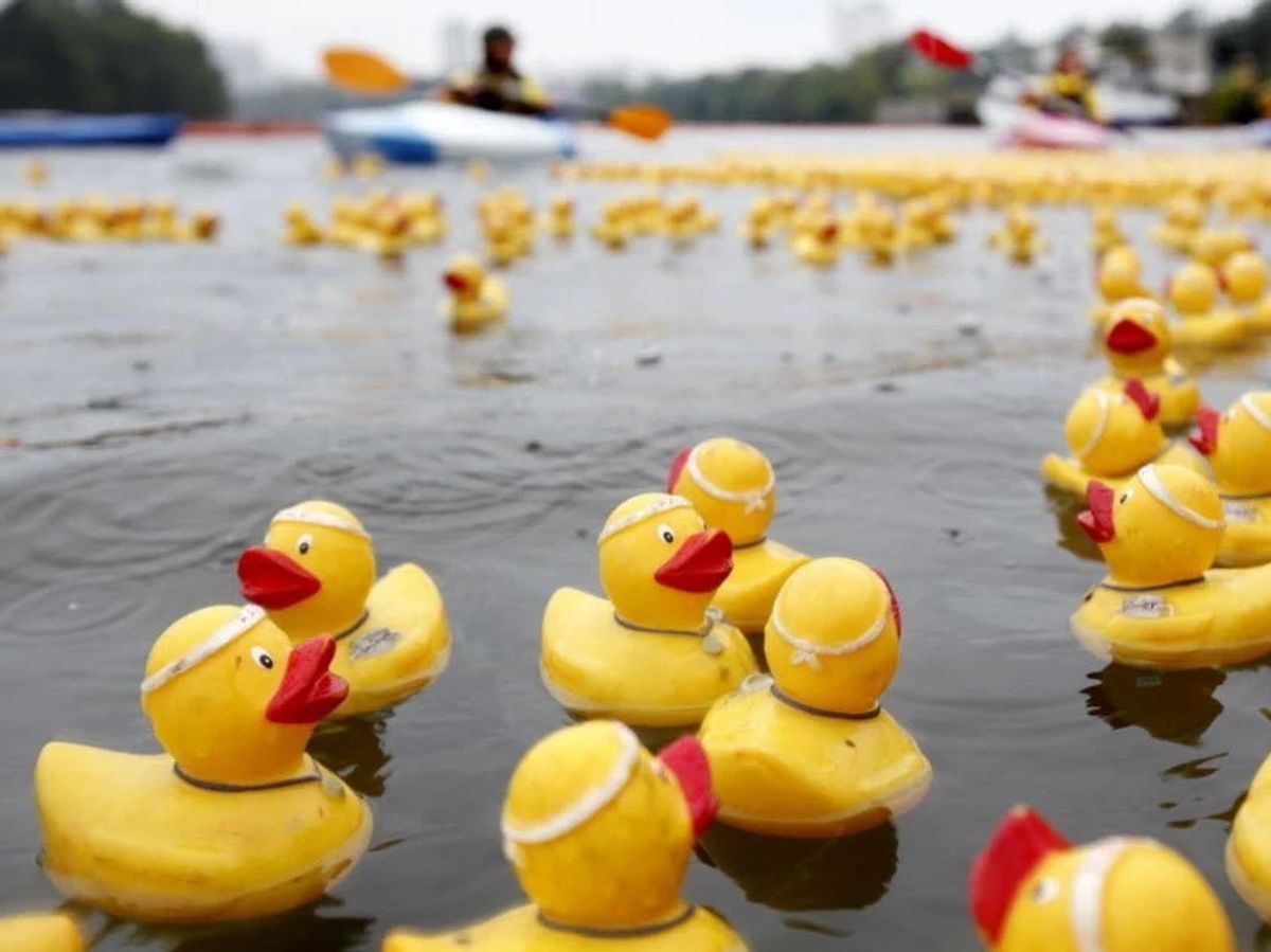 Thousands of rubber ducks will sail down the River Teme this month ...