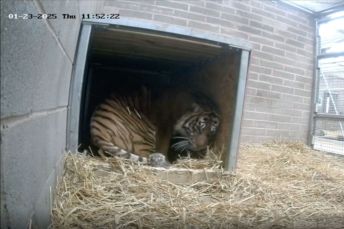 WATCH: West Midlands Safari Park welcomes birth of three endangered ...