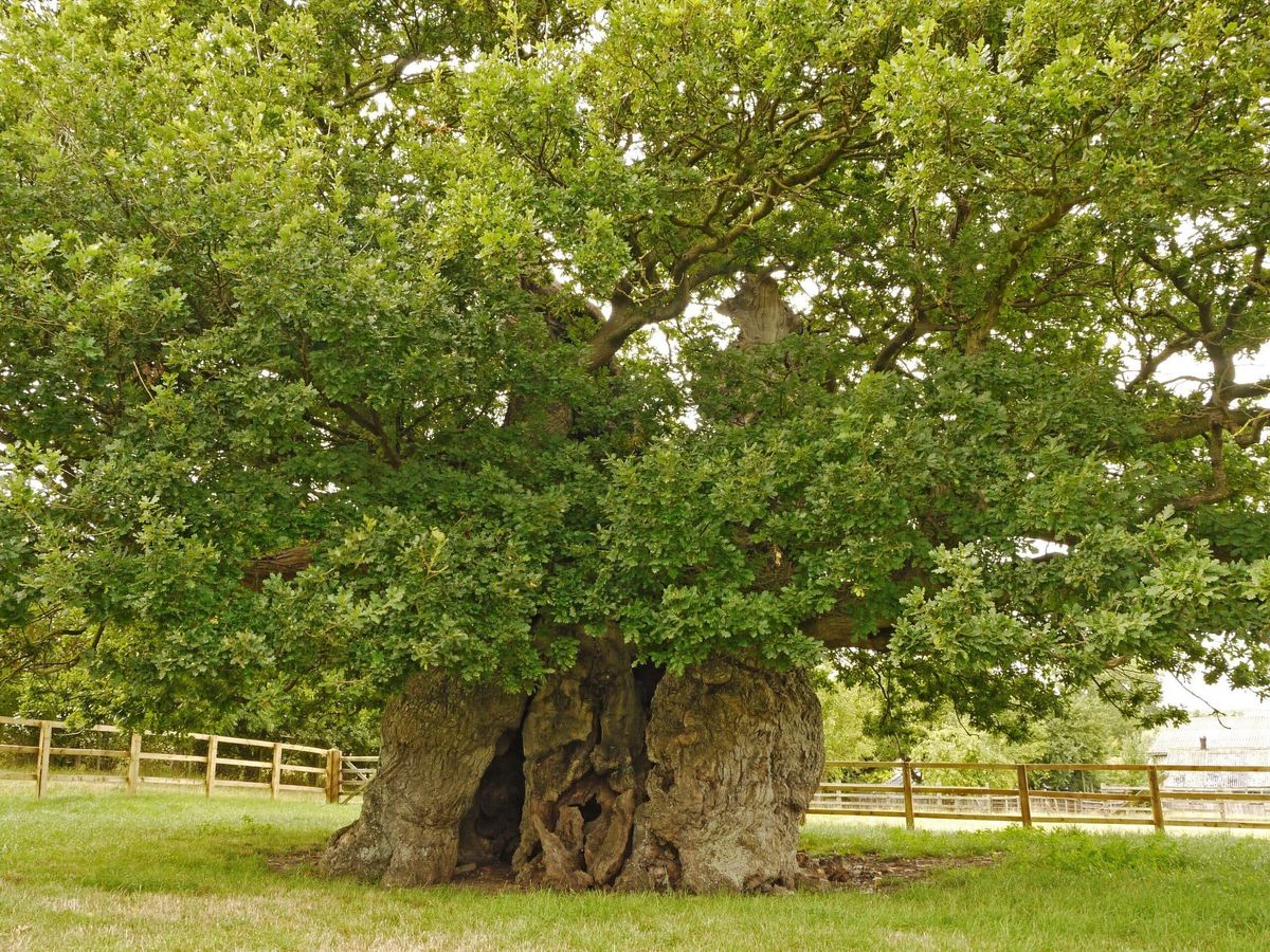 Dozen ‘magnificent oaks’ on shortlist for annual Tree of the Year ...