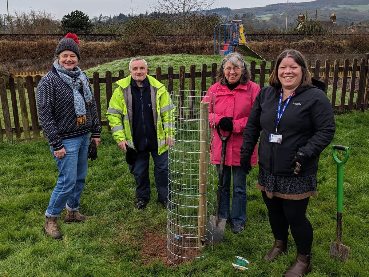 New oak tree will be Ludlow's 'poignant memorial to victims of Covid-19 ...