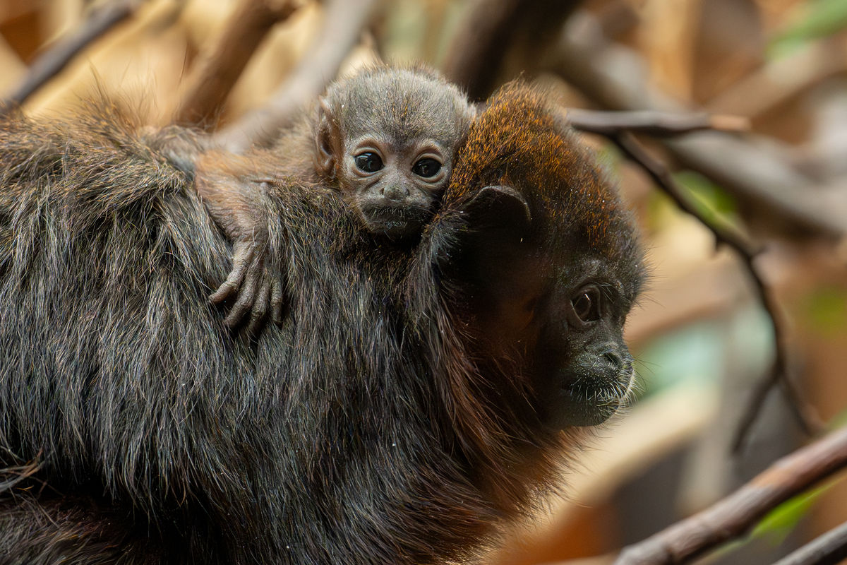 Watch: Birth of rare monkey 'no bigger than a golf ball' makes history ...