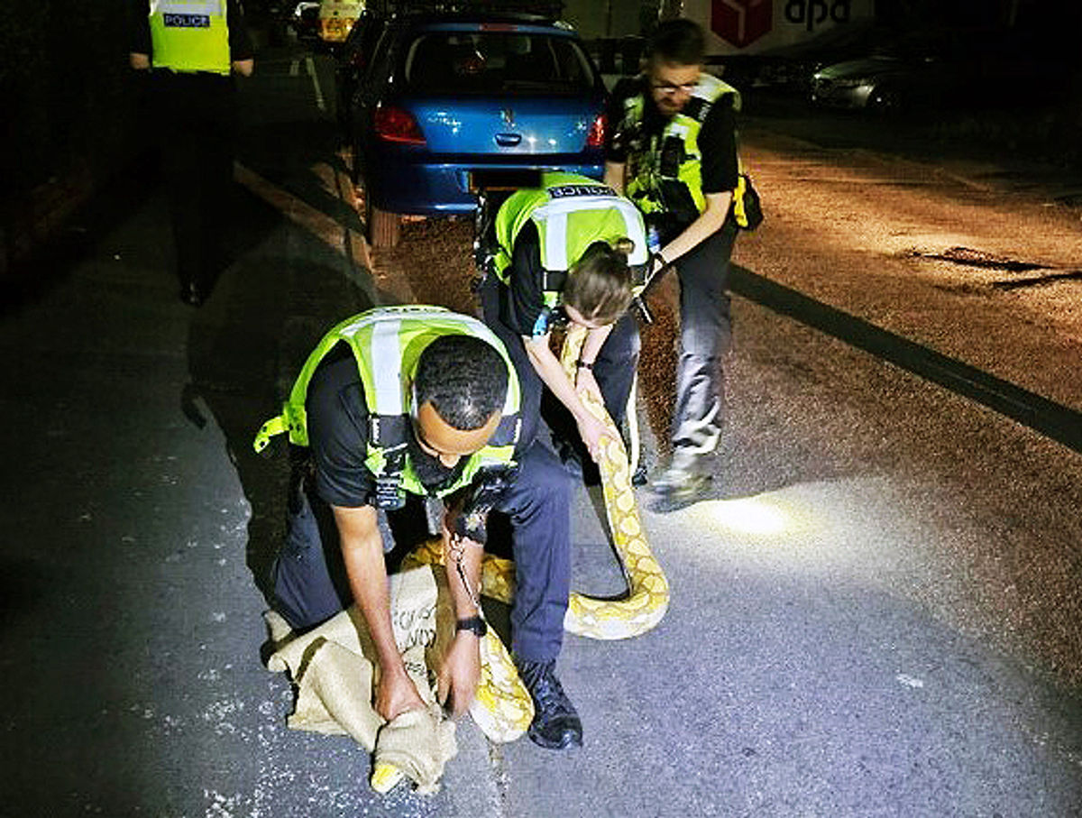 Watch: New footage of police apprehending 12-foot python on West ...