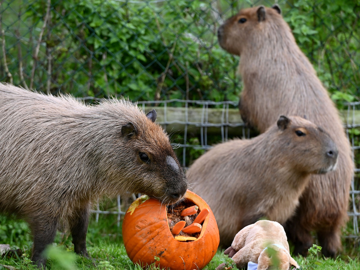 Happy birthday Cinnamon – celebrations as Telford's once-escaped ...