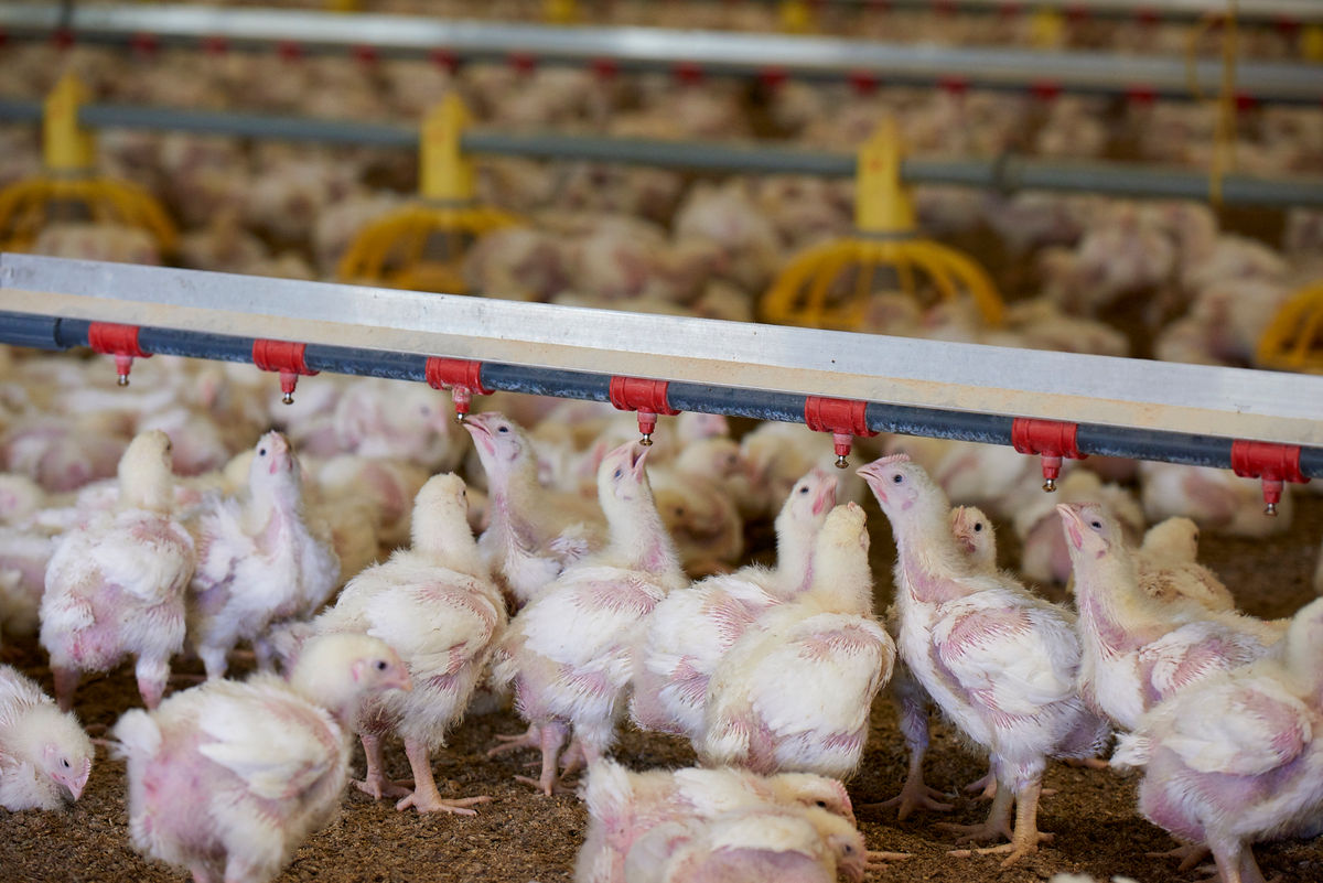 Sustainability key to attracting future poultry meat customers, says ...