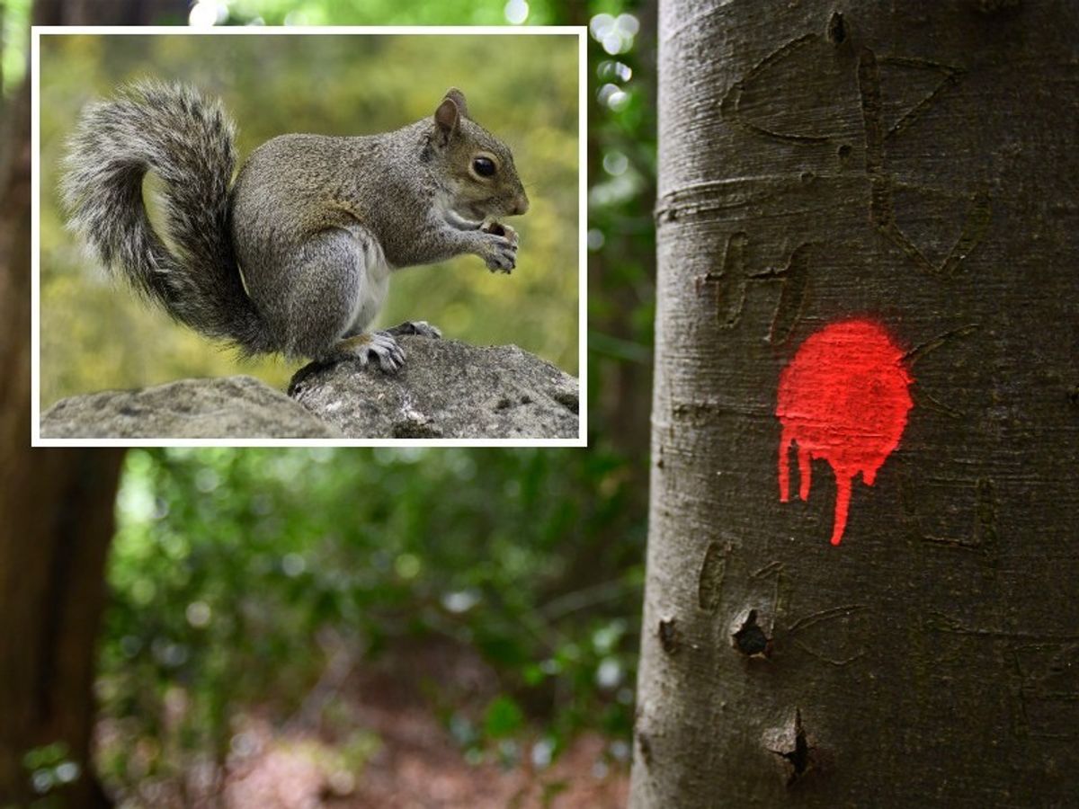 Uproar at plans to fell 140 trees over squirrel damage safety concerns ...