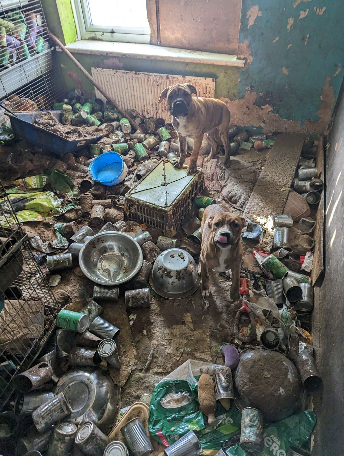 34 animals rescued from 'horrendous' house littered with empty food ...