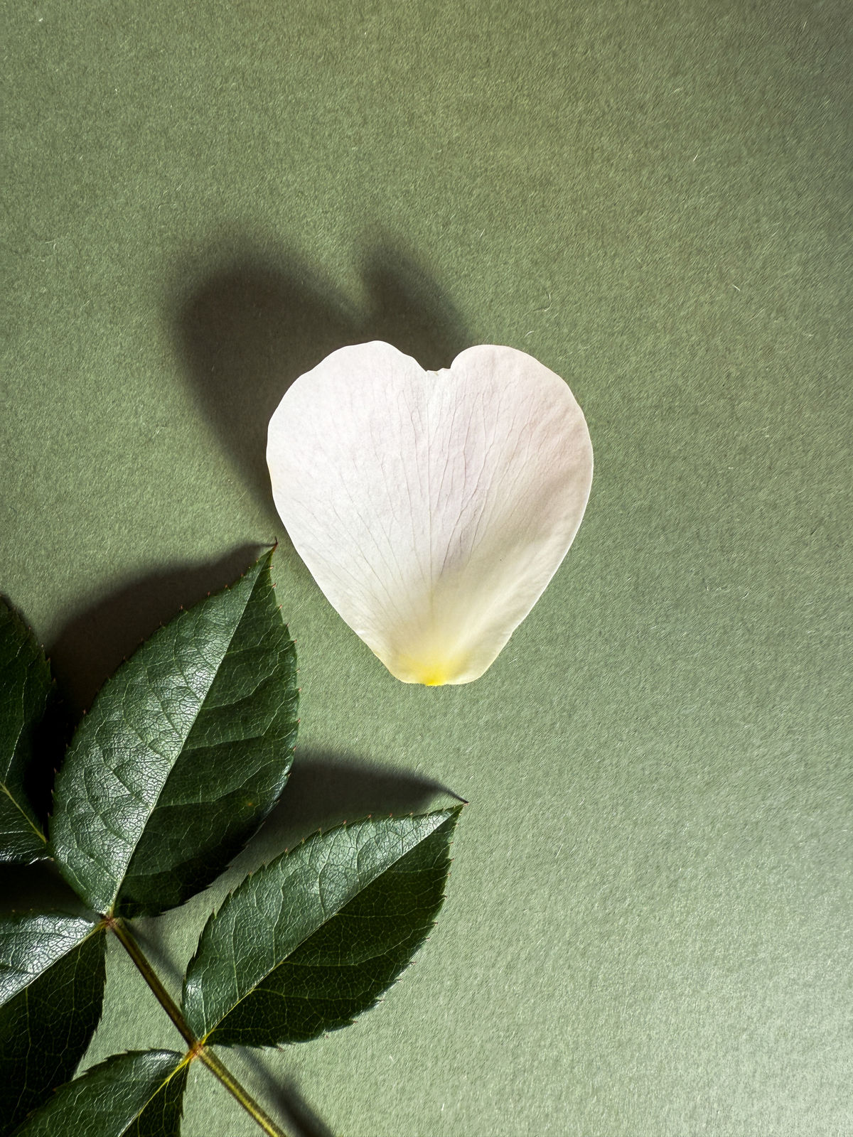 David Beckham to get a David Austin rose: The reason behind floral ...