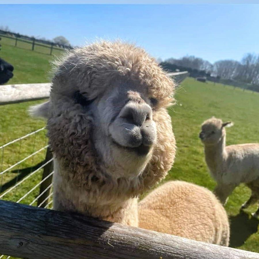 Errol the mini alpaca and friends ready to appear at national show in ...