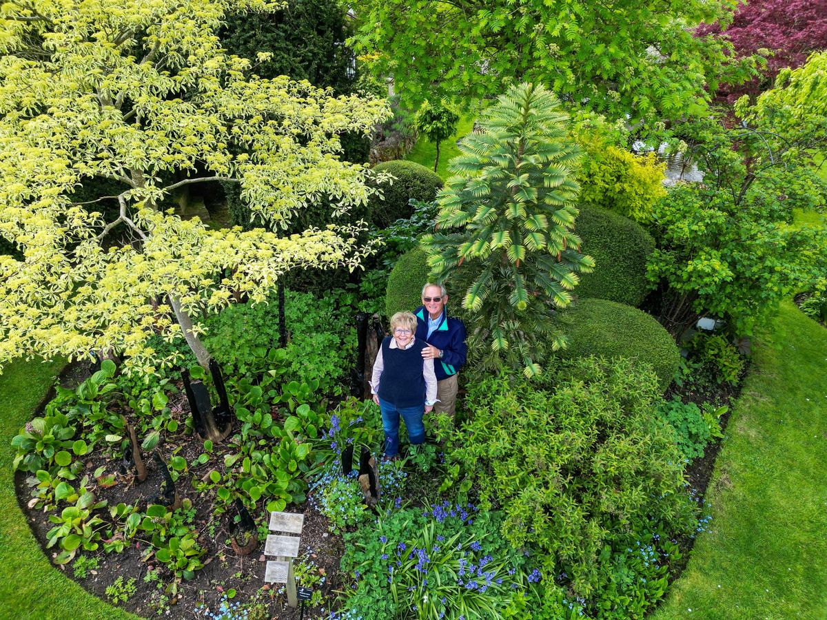 One of the world's oldest trees which dinosaurs snacked on bears fruit ...