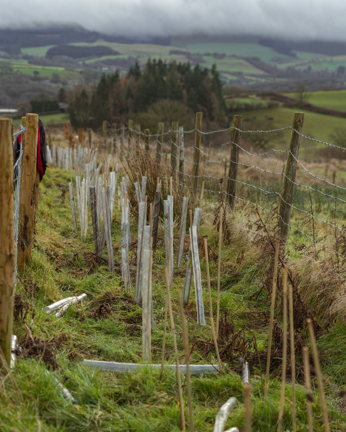 Traditional hedge planted to protect nature and wildlife in Powys by ...