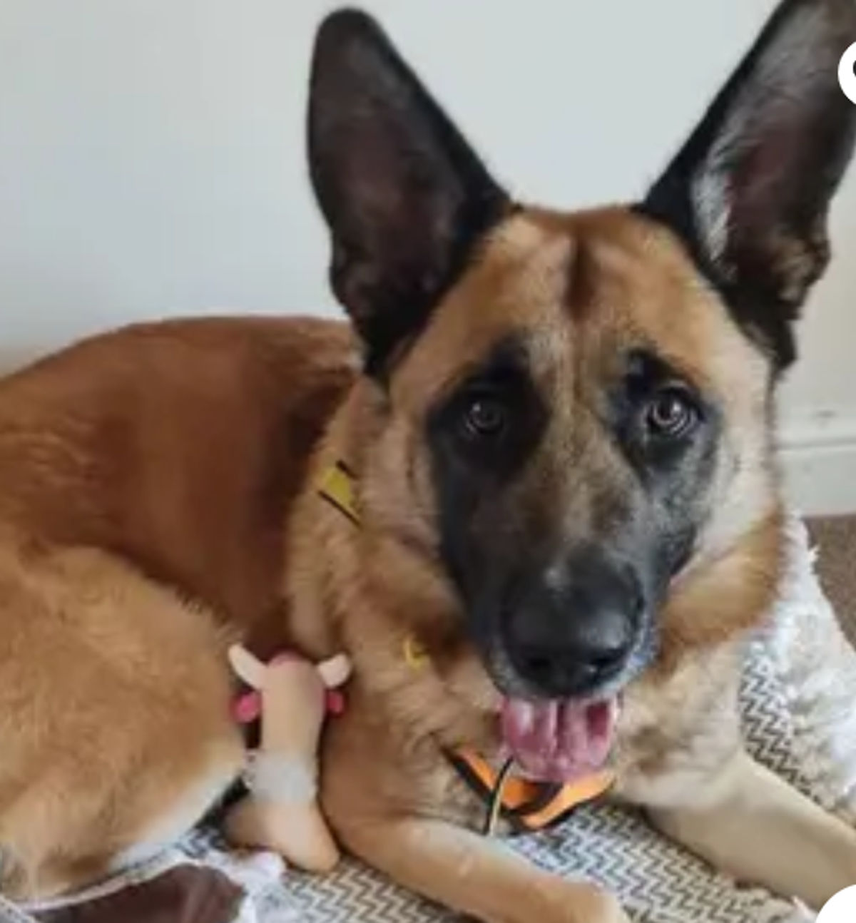 26 adorable pups near the Black Country looking for their 'forever home ...