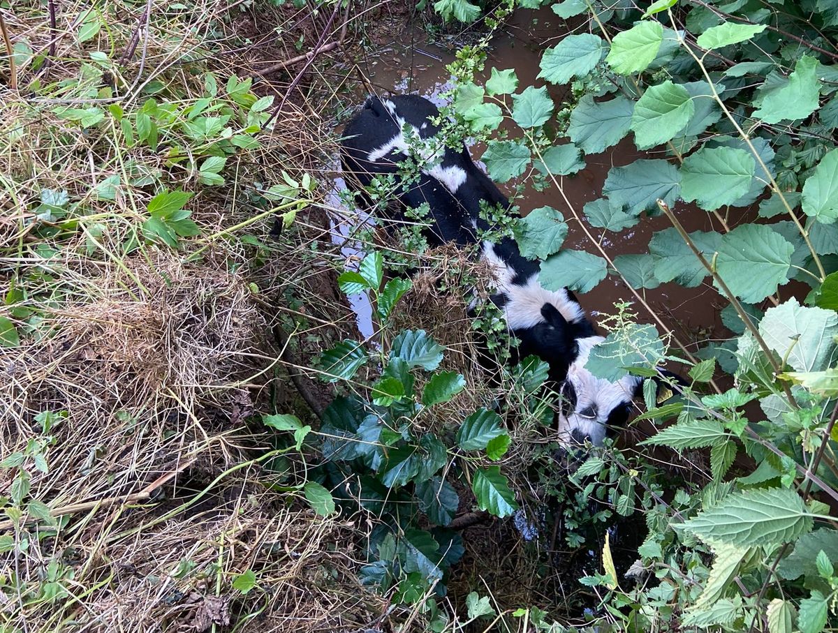 Calf in ditch and horse in septic tank as curious animals get into ...