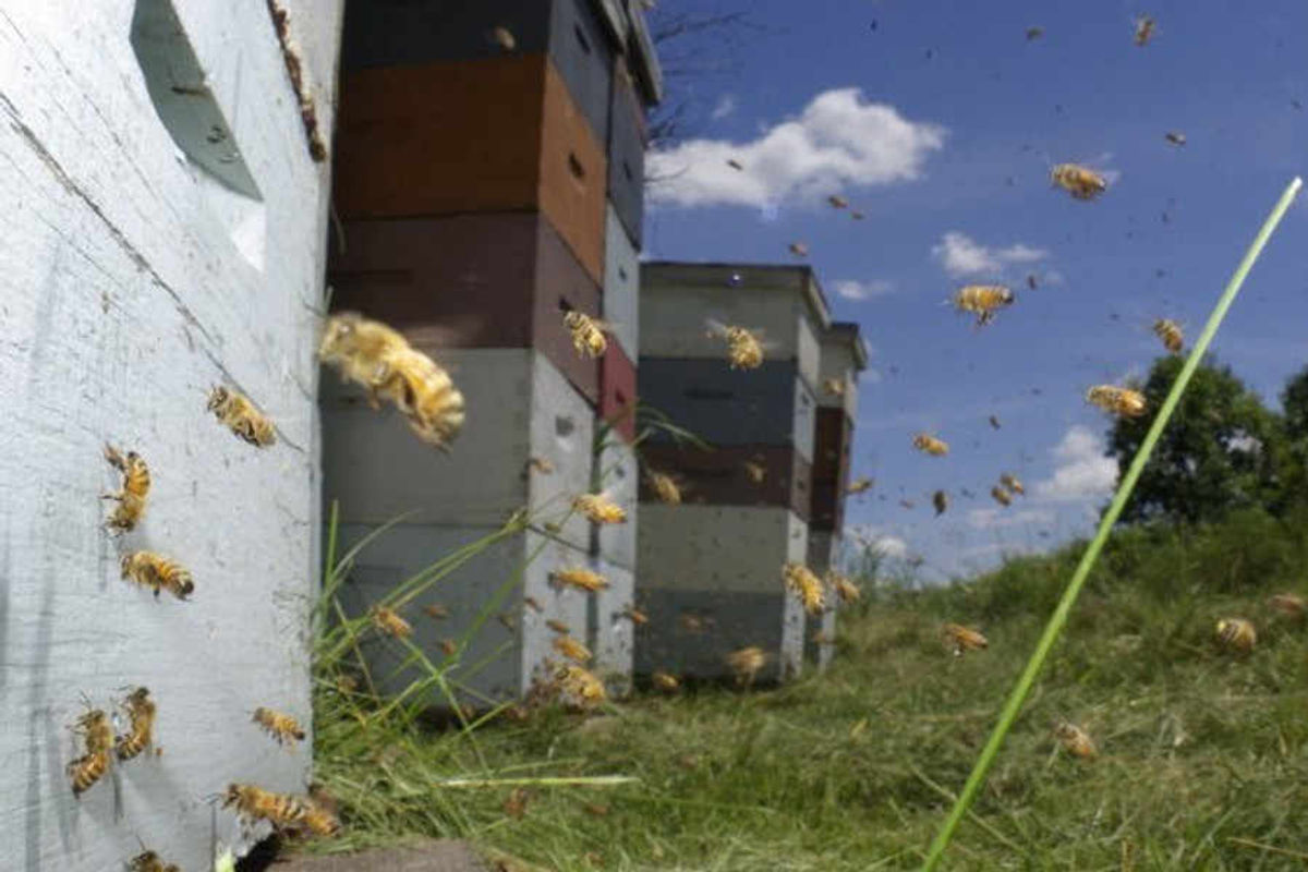 Vanishing bees film to be screened at Shrewsbury's Darwin Festival ...