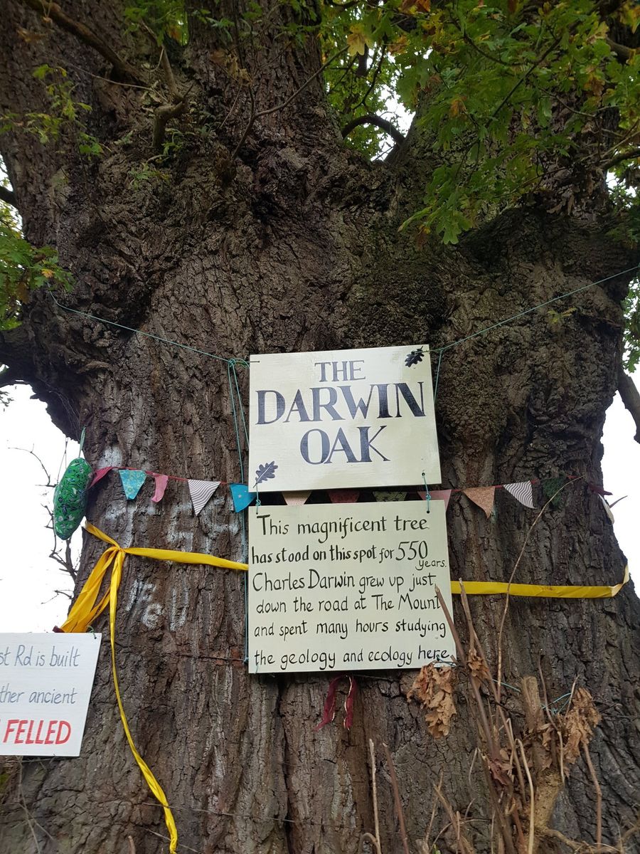 Petition to save 'Darwin's Oak' passes 11,000 signatures | Shropshire Star