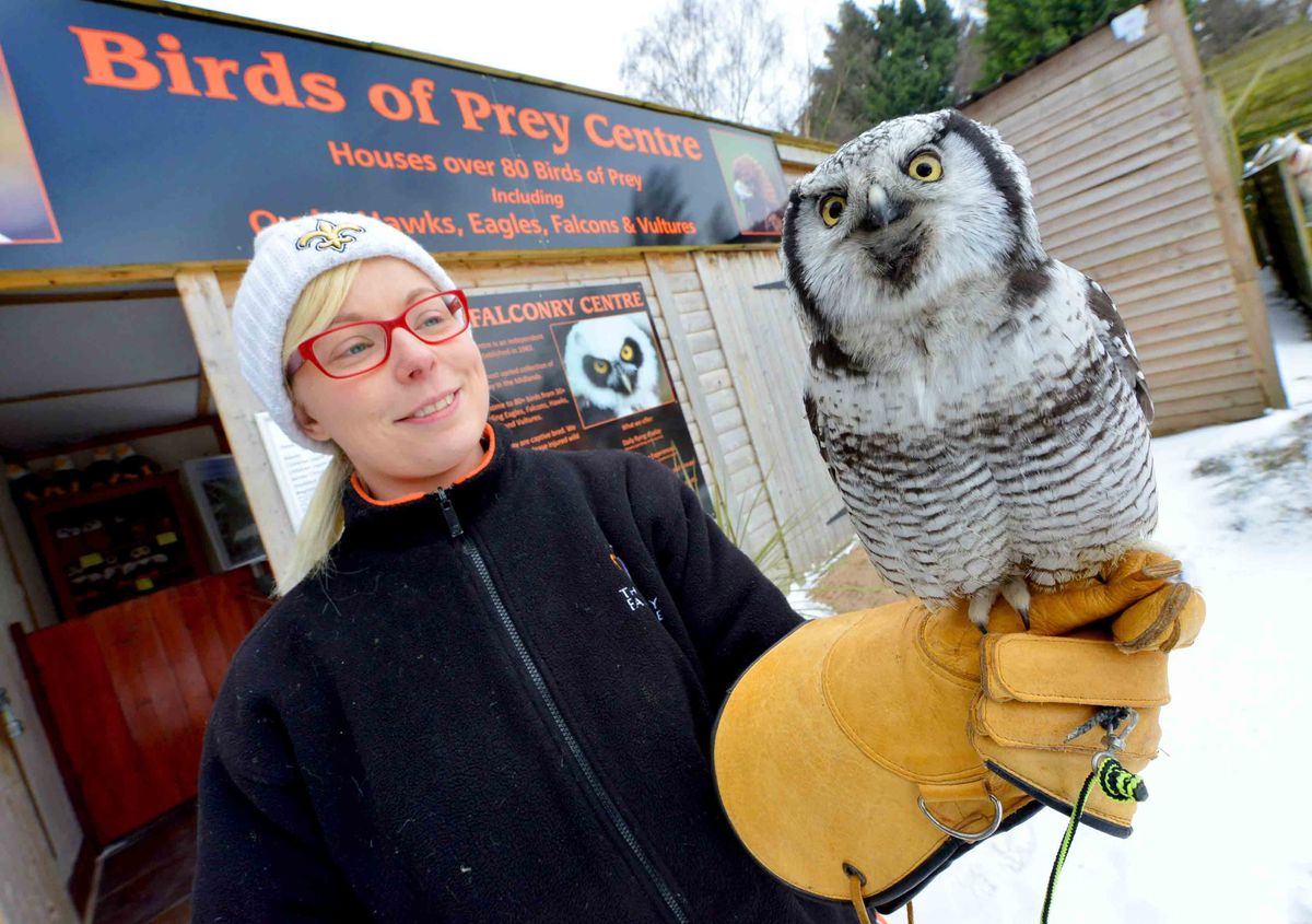 A day out at The Falconry Centre at Webbs of Hagley | Shropshire Star
