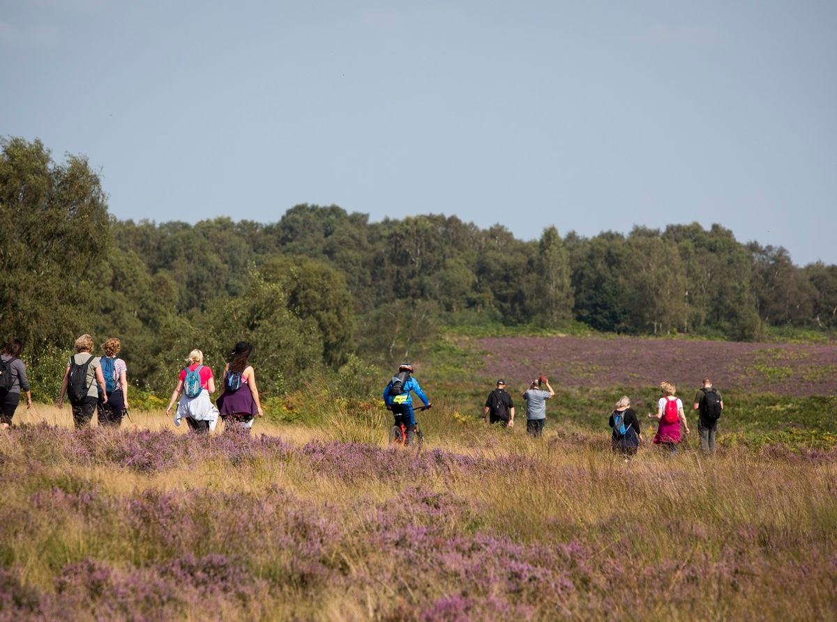 New challenges for walkers on Cannock Chase as new routes open ...